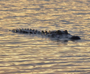 The Red Slough: Idabel's Ultimate Wildlife Attraction