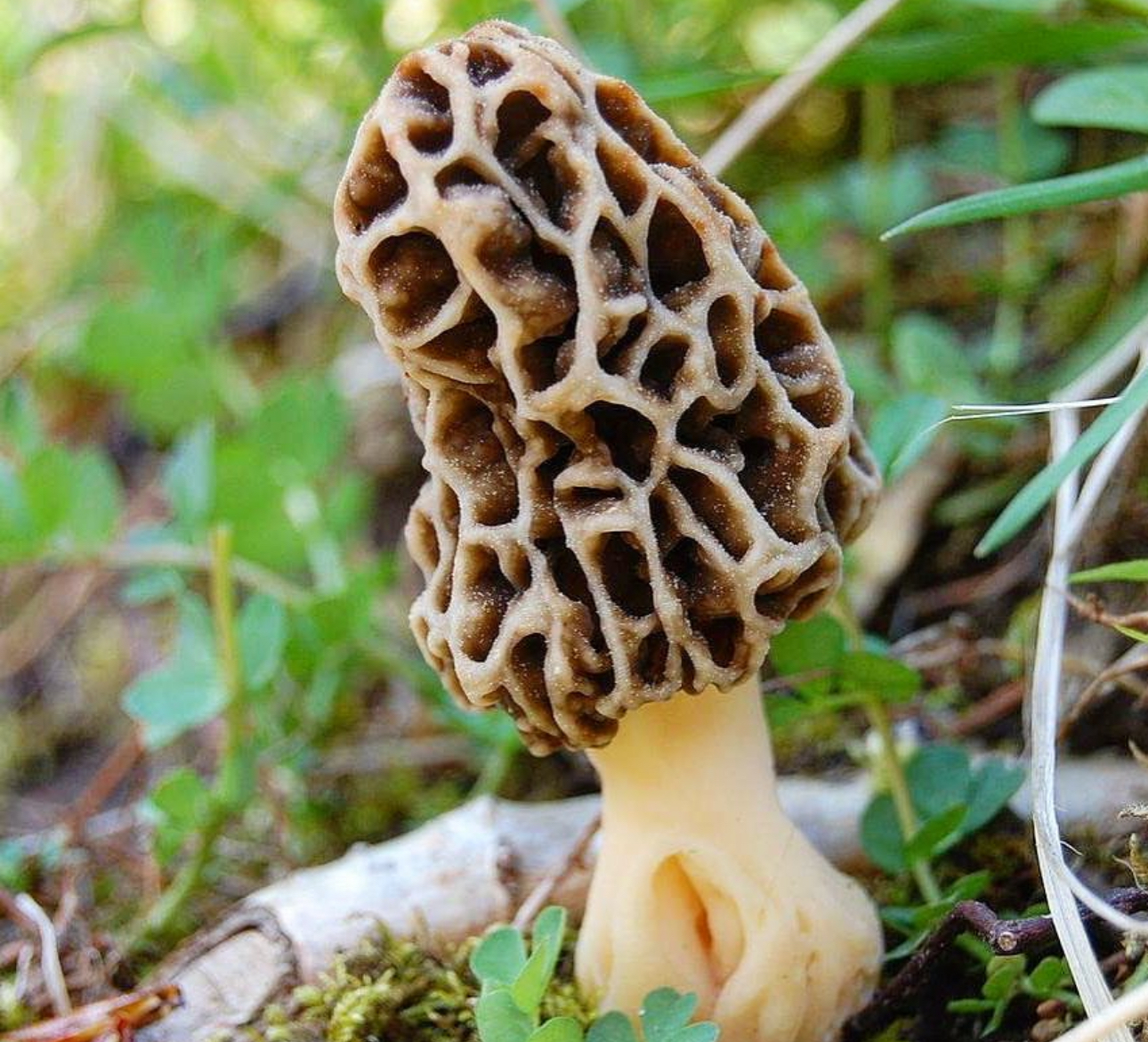 Morel Mushroom Hunting: The Ultimate Guide