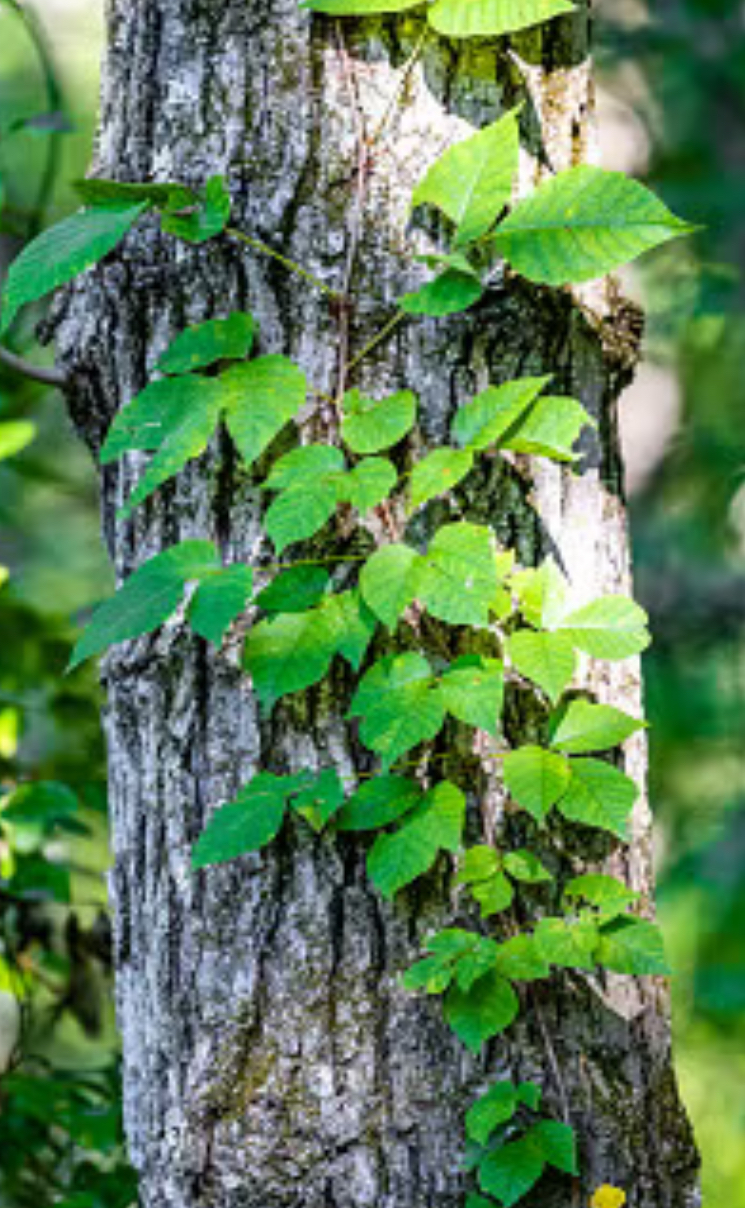 Poison Ivy: How to Identify, Treat, and Prevent the Rash