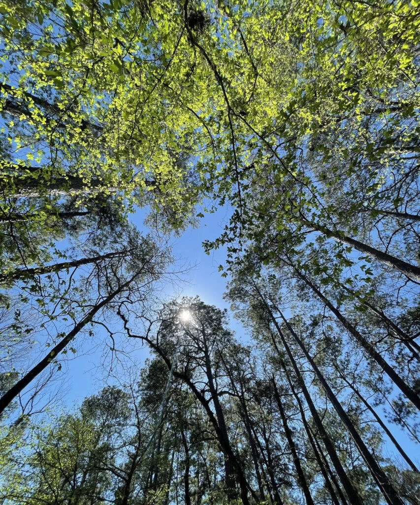The Sam Houston National Forest: 5 Easy Hikes This Summer